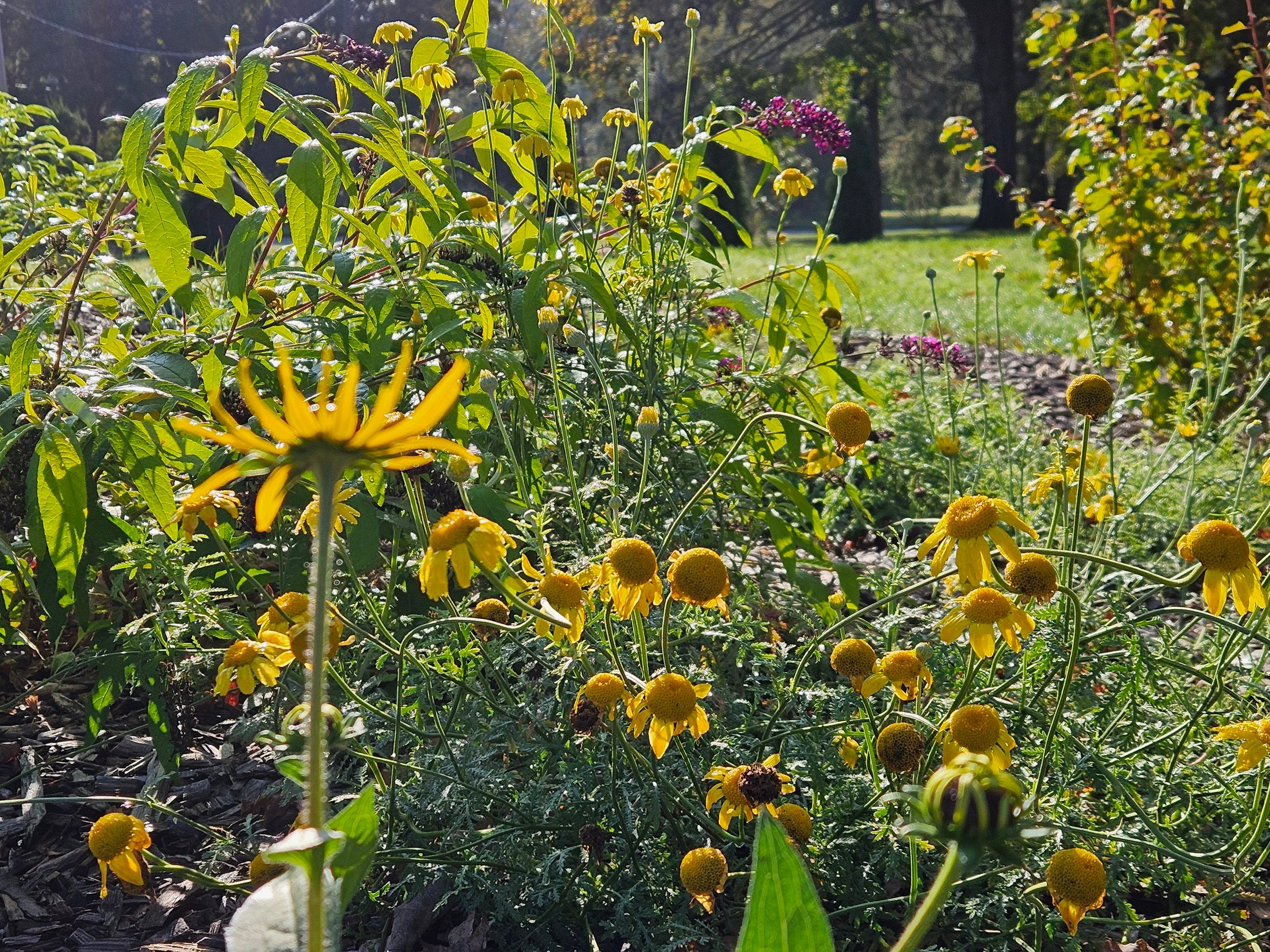 Anthemis Tinctoria The Old Dairy Nursery And Gardens