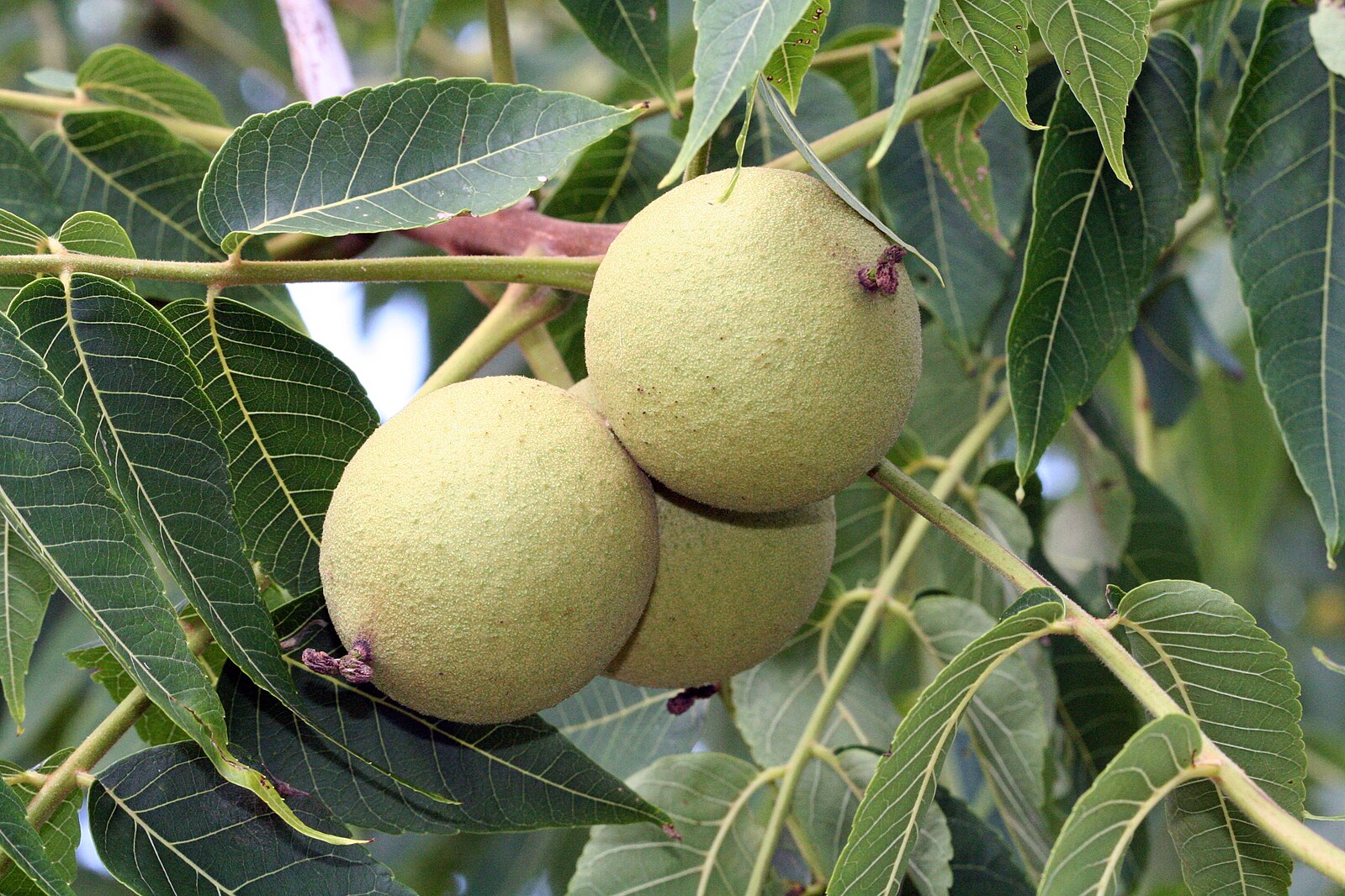 Juglone Tolerant Plants – The Old Dairy Nursery & Gardens