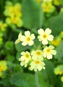 Primula elatior | oxlip – The Old Dairy Nursery & Gardens