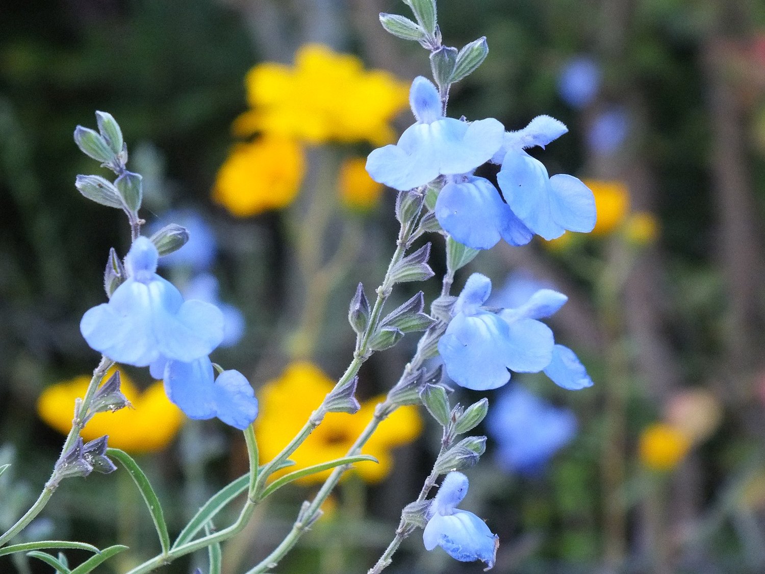 Salvia azurea | blue pitcher sage – The Old Dairy Nursery & Gardens