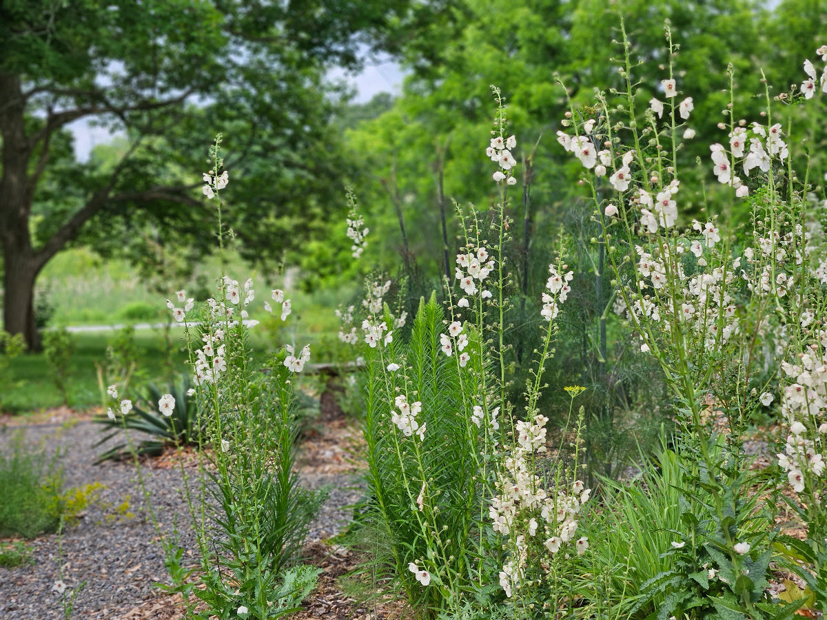 Verbascum blattaria f. albiflorum | white moth mullein – The Old Dairy ...