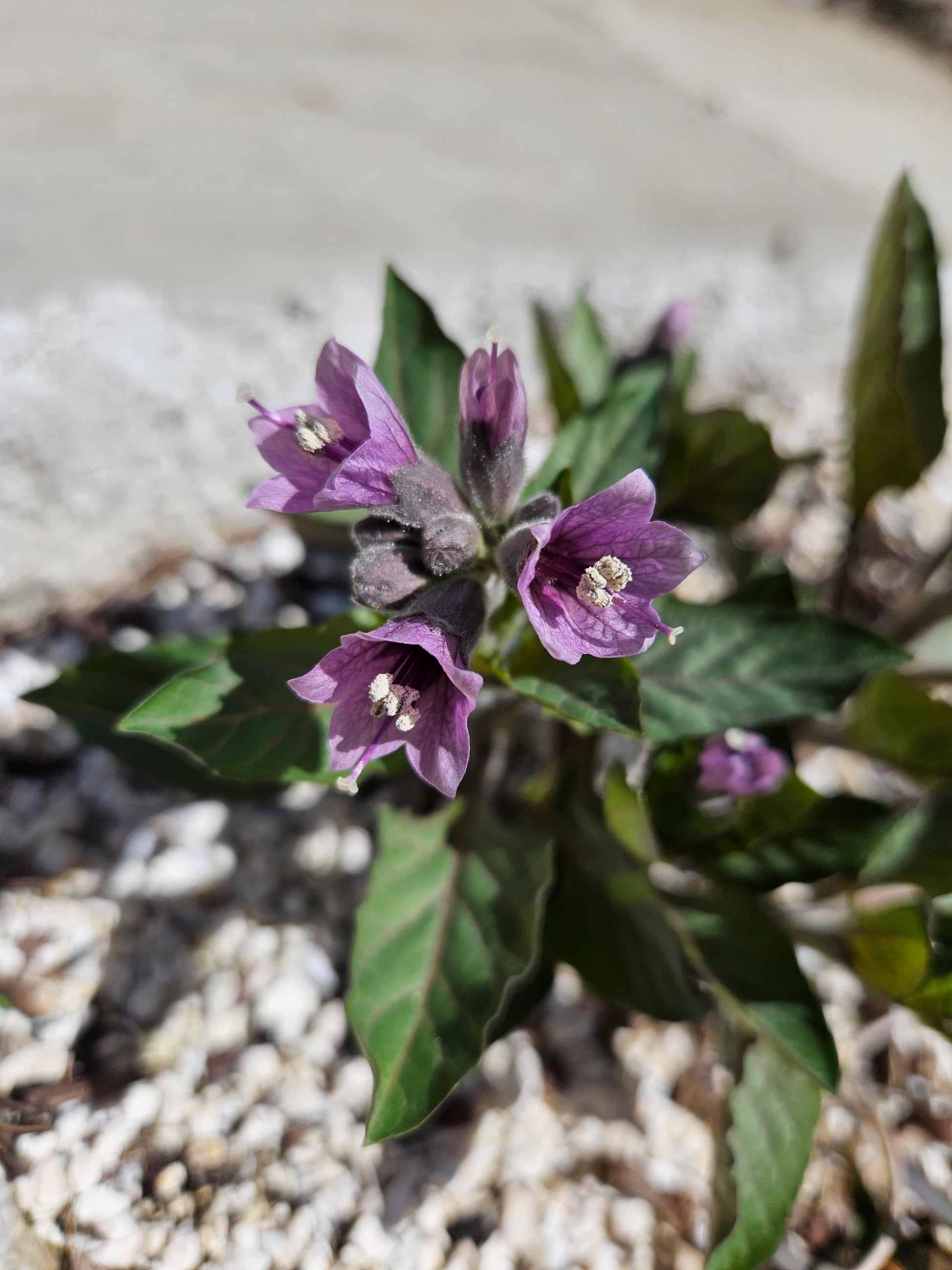 Physochlaina orientalis (Oriental henbane) – The Old Dairy Nursery ...