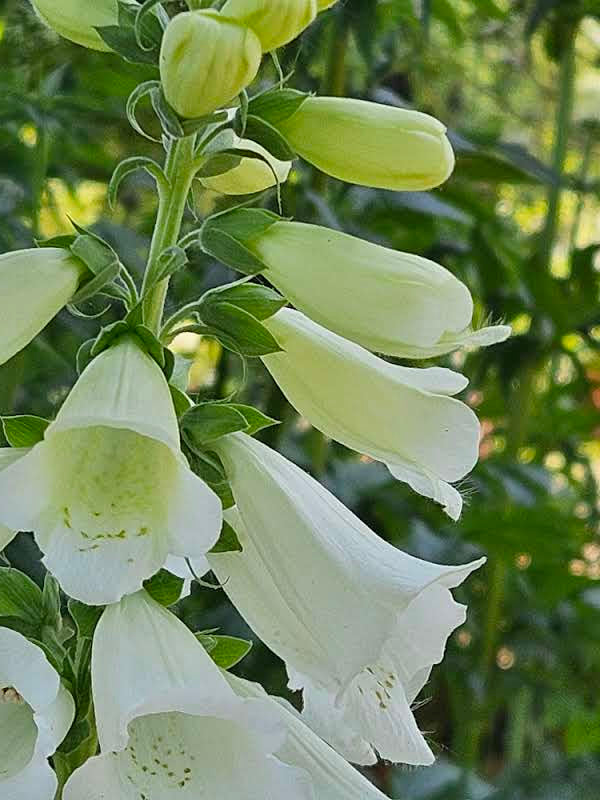 Digitalis purpurea alba (white foxglove) – The Old Dairy Nursery & Gardens