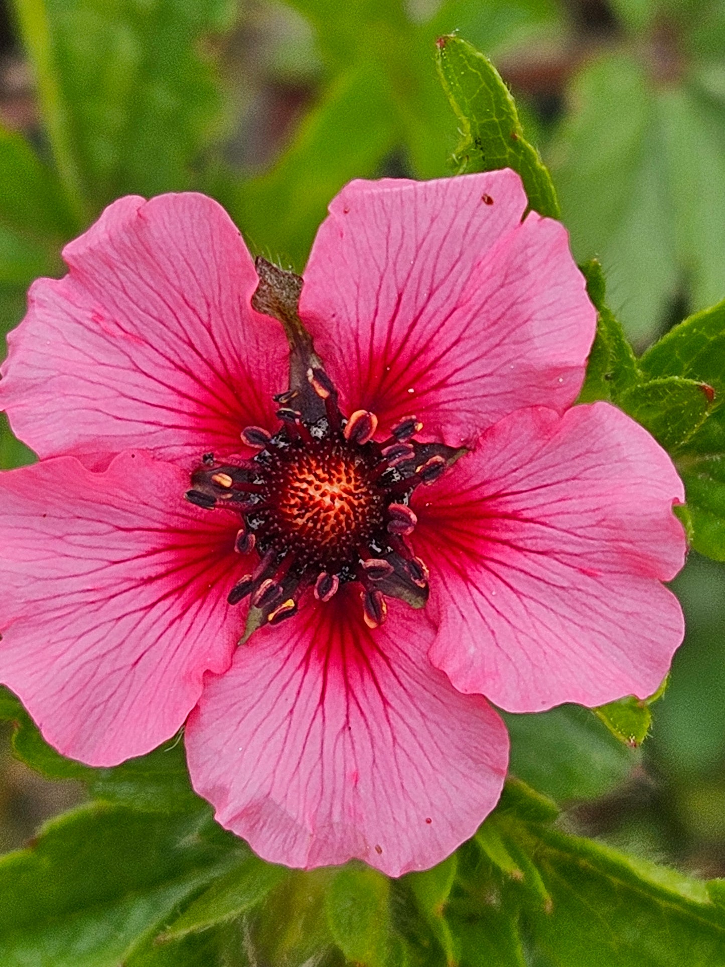 Potentilla nepalensis 'Miss Willmott' – The Old Dairy Nursery & Gardens
