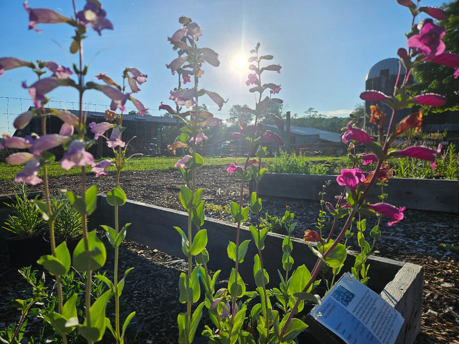 Penstemon grandiflorus | large beardtongue – The Old Dairy Nursery ...