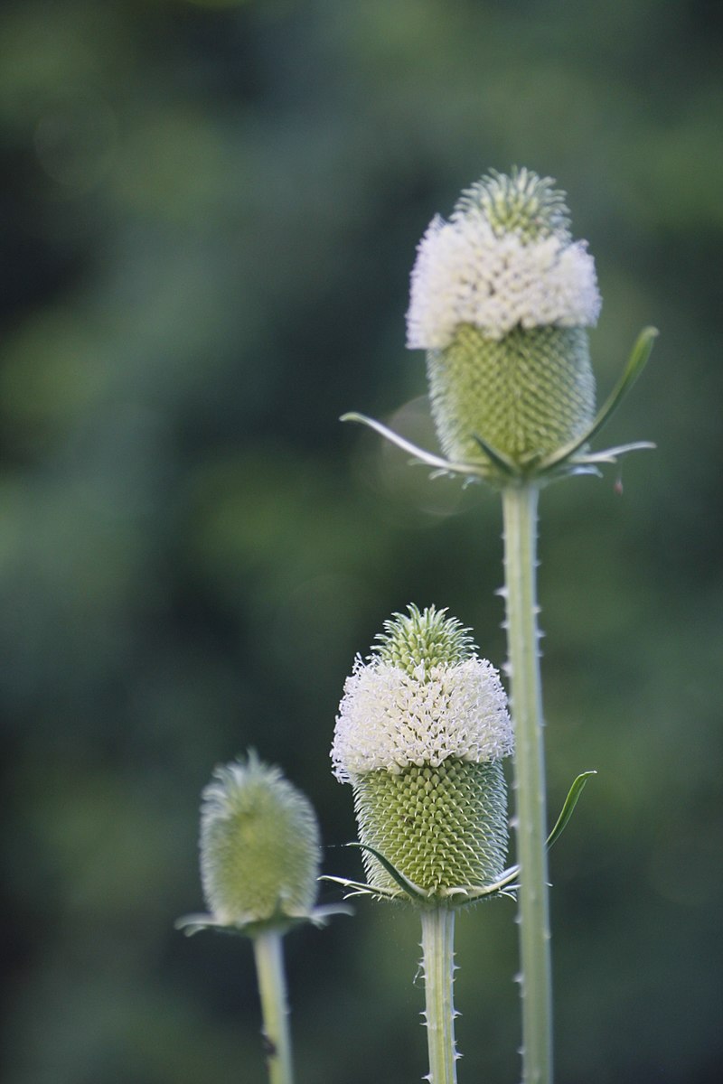 Dipsacus sativus | Fuller's teasel – The Old Dairy Nursery & Gardens