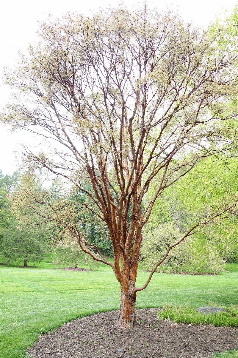 Acer griseum | paperbark maple – The Old Dairy Nursery & Gardens