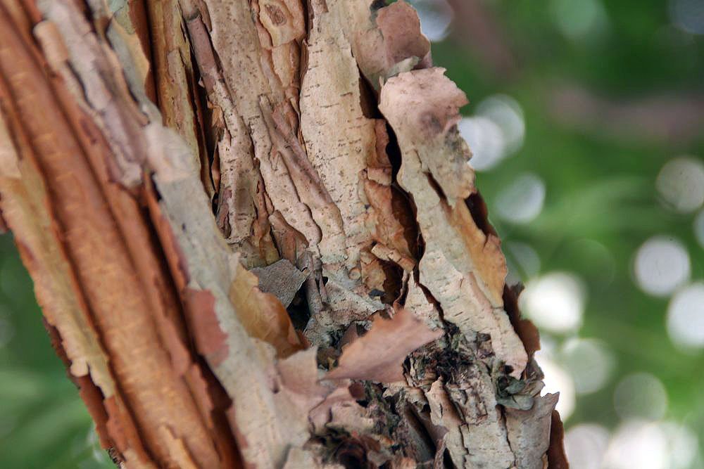 Acer triflorum | three-flowered maple – The Old Dairy Nursery & Gardens