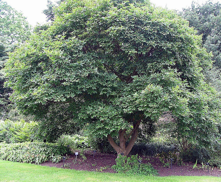 Acer griseum | paperbark maple – The Old Dairy Nursery & Gardens
