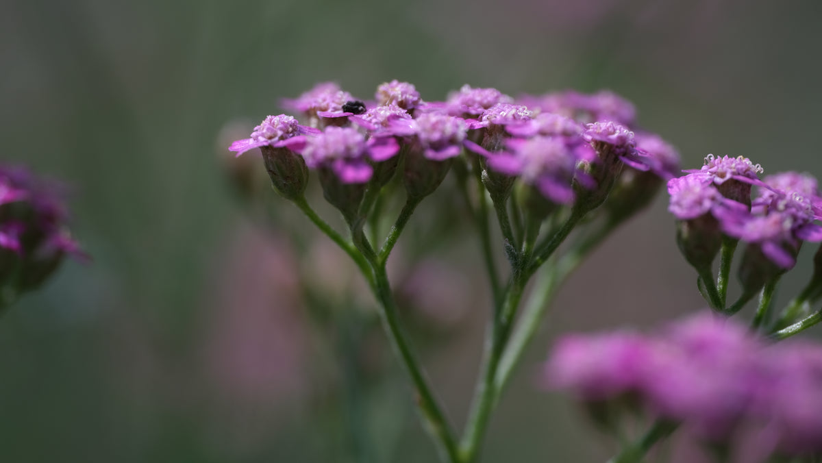 Achillea millefolium 'Cerise Queen' (common yarrow) – The Old Dairy ...