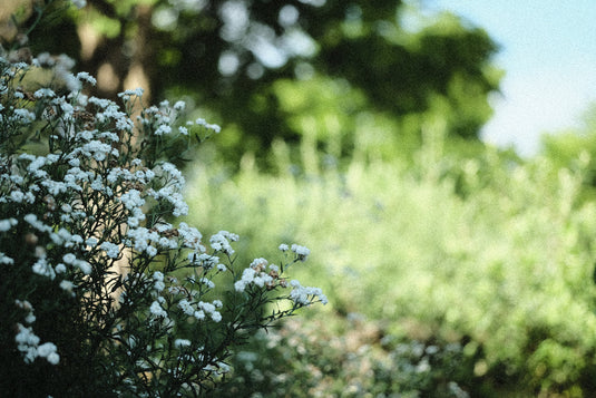 Achillea ptarmica 'Double Diamond Pearl' | pearly yarrow – The Old ...