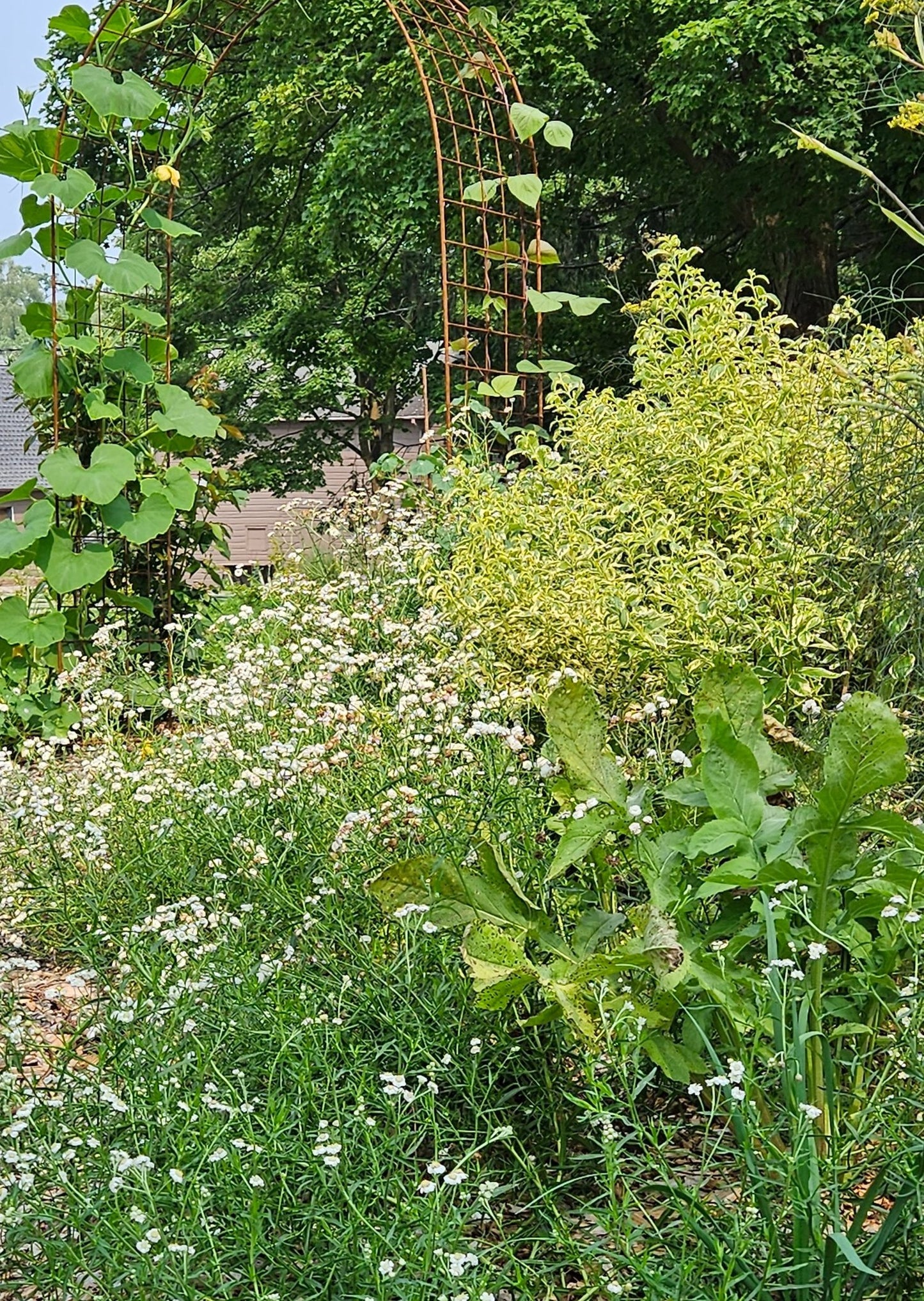 Achillea ptarmica 'Double Diamond Pearl' – The Old Dairy Nursery & Gardens