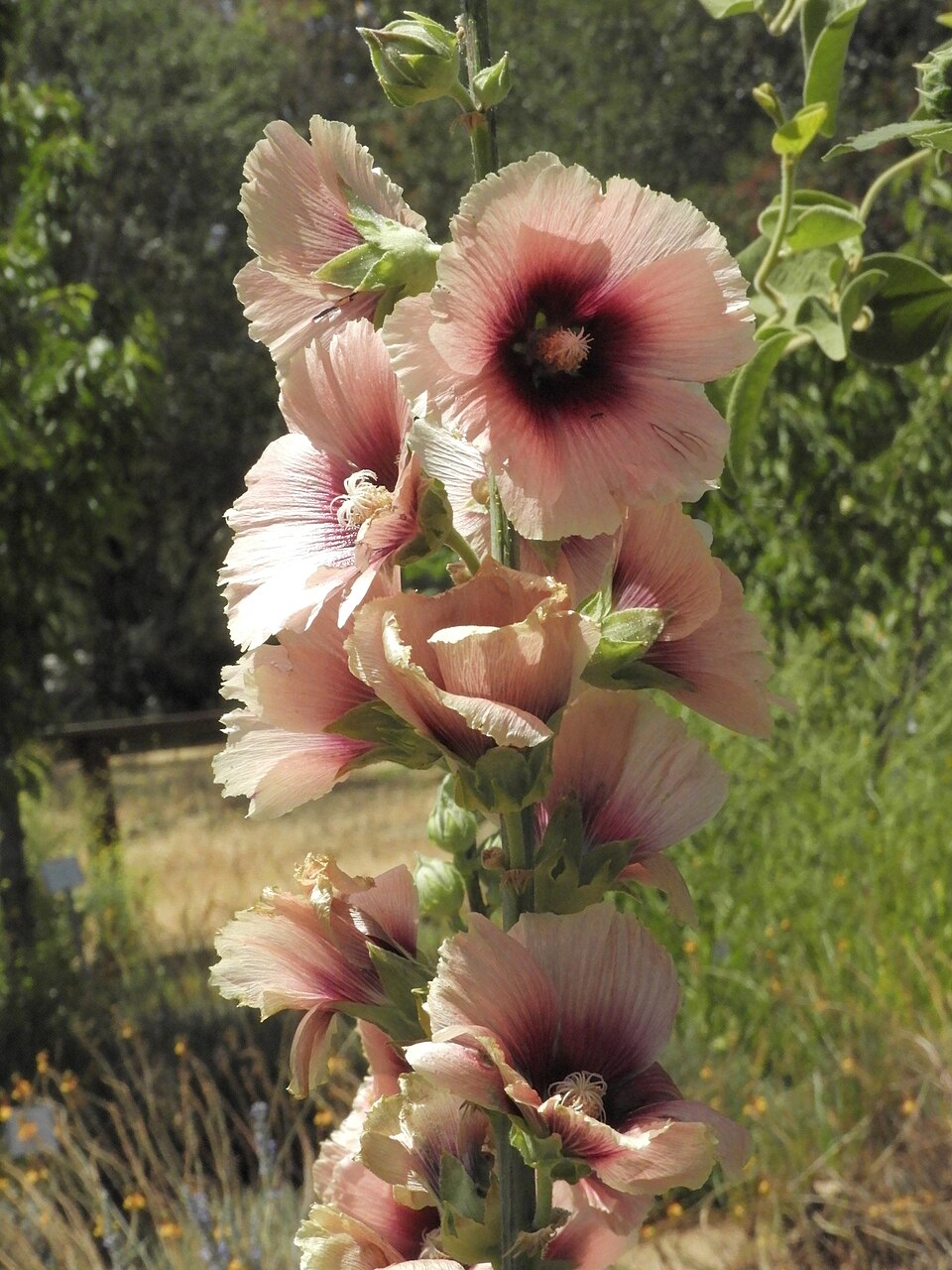 Alcea rosea 'Halo Apricot' | hollyhock – The Old Dairy Nursery & Gardens