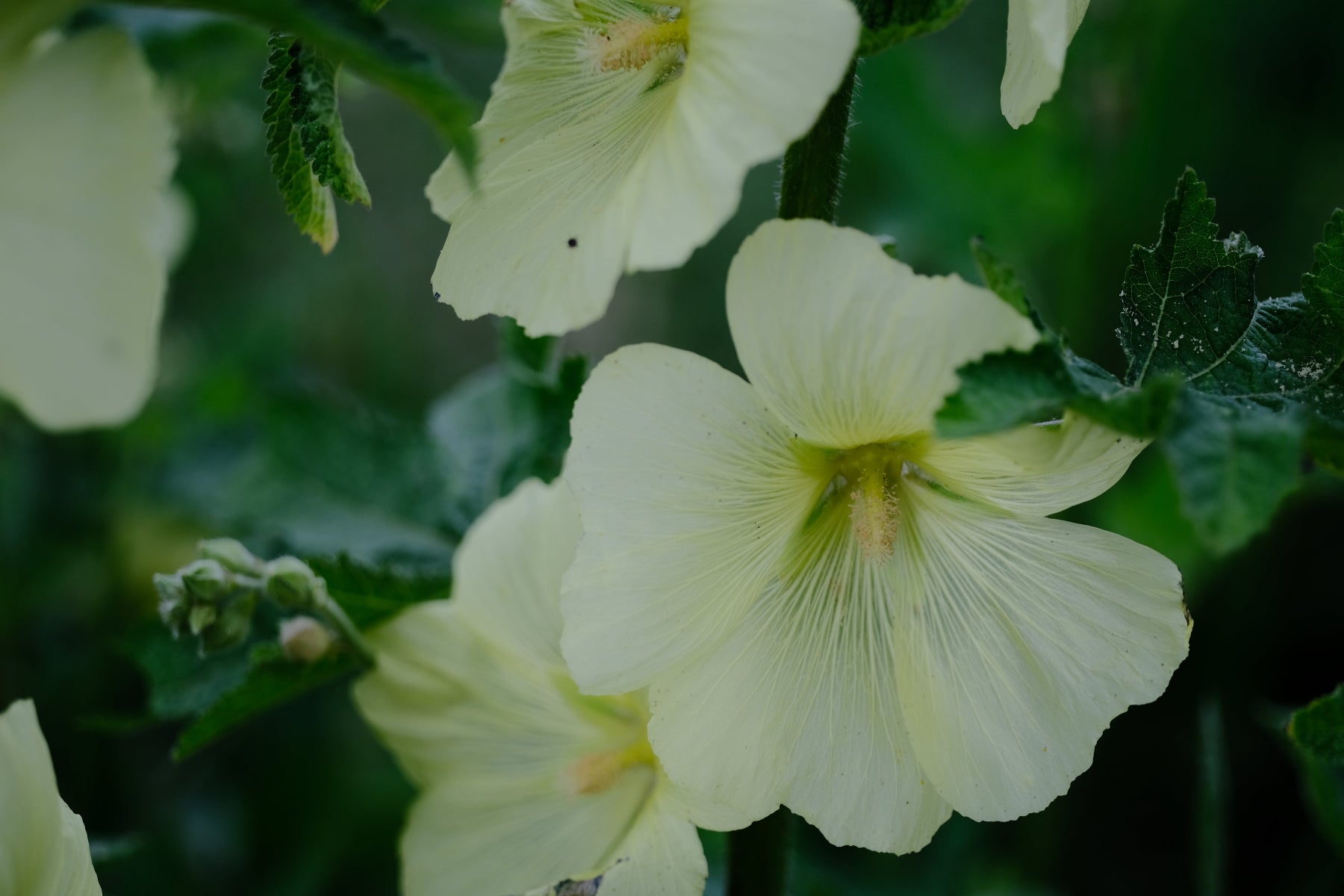 Alcea rugosa | Russian hollyhock – The Old Dairy Nursery & Gardens