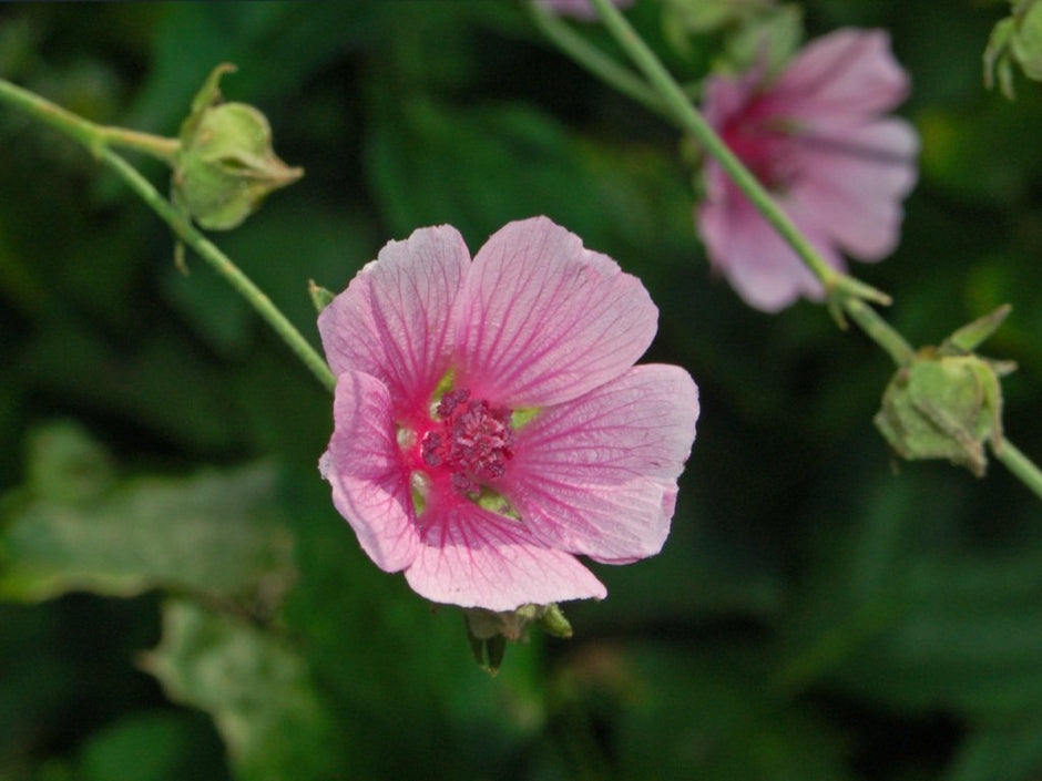 Althaea cannabina | palm-leaf marshmallow – The Old Dairy Nursery & Gardens