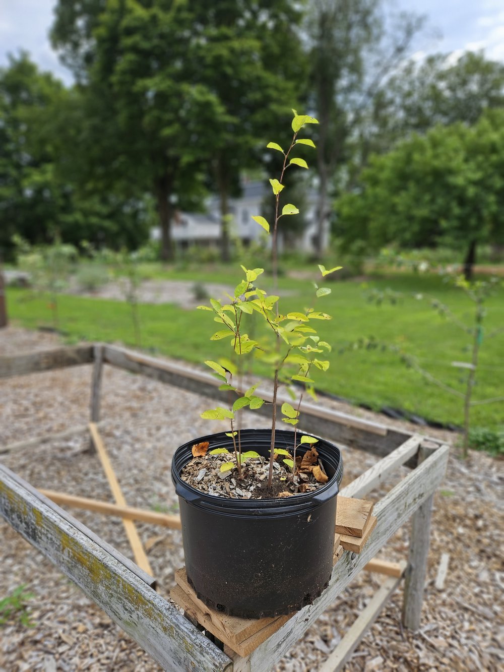 Amelanchier x grandiflora 'Autumn Brilliance' (serviceberry) – The Old ...