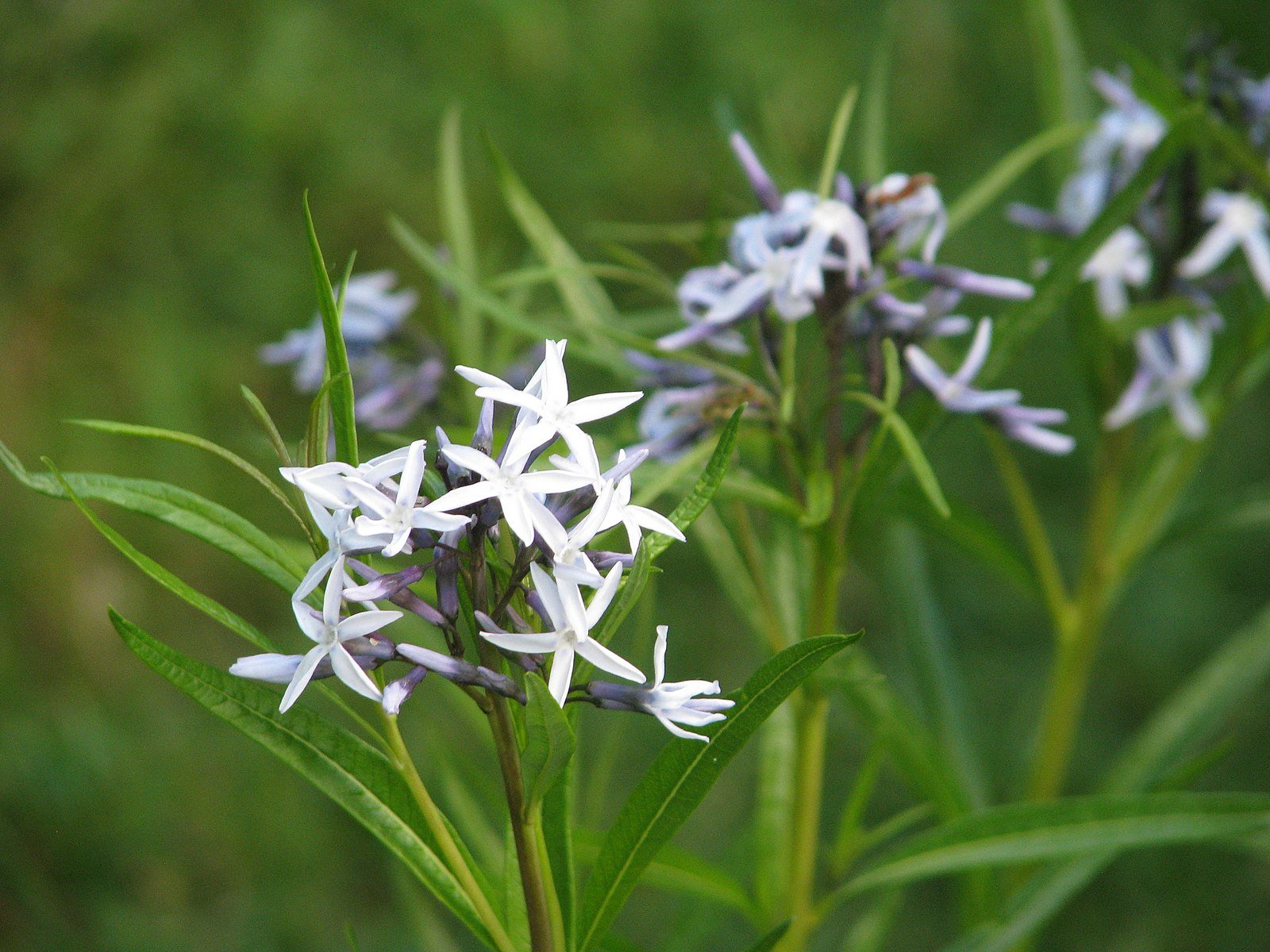 Amsonia hubrichtii | threadleaf bluestar – The Old Dairy Nursery & Gardens