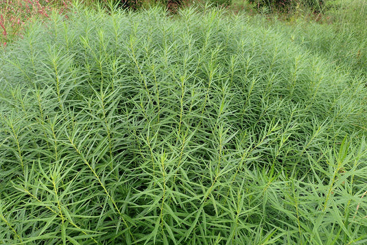 Amsonia hubrichtii | threadleaf bluestar – The Old Dairy Nursery & Gardens