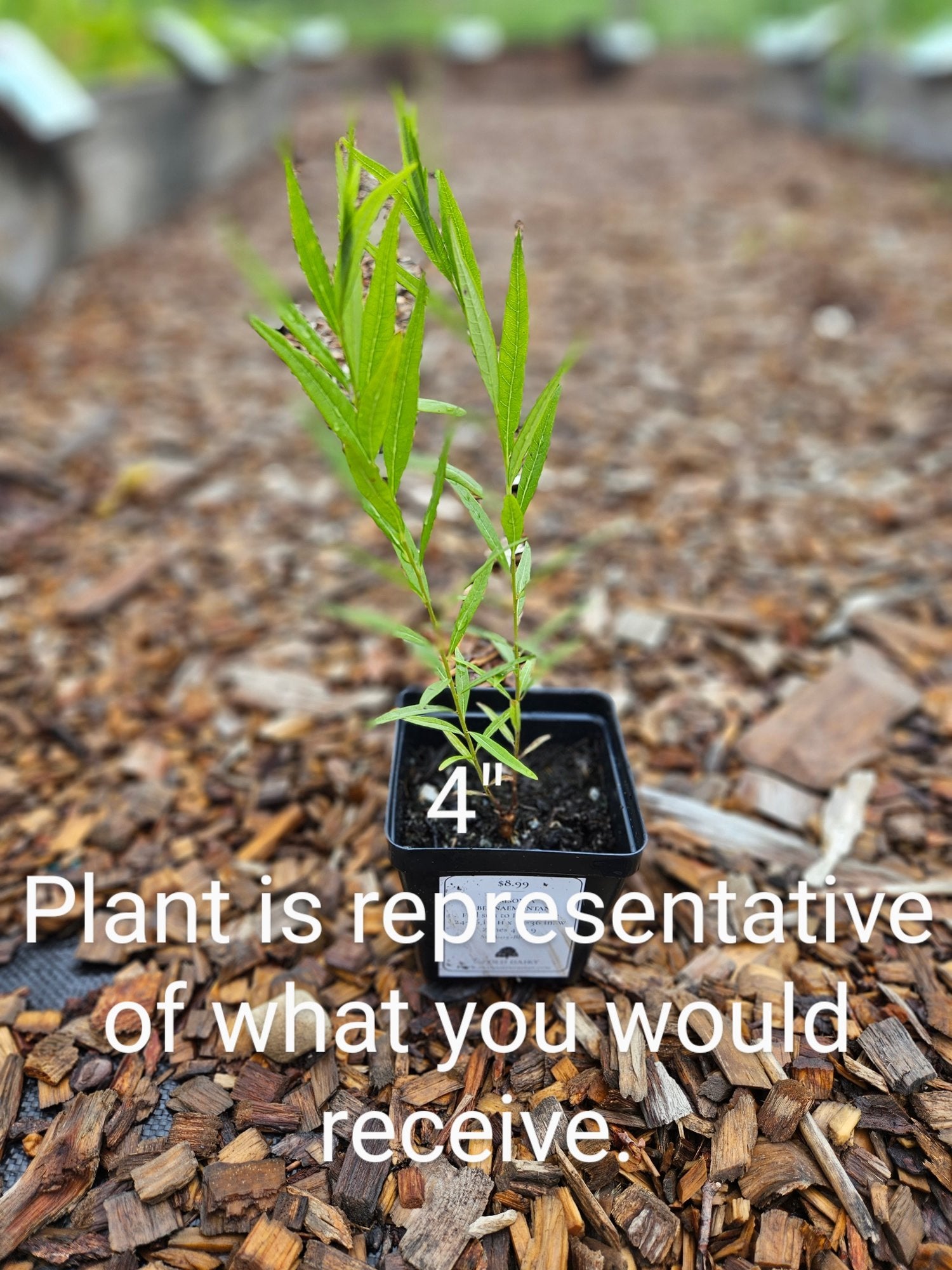 Amsonia tabernaemontana | common bluestar – The Old Dairy Nursery & Gardens