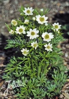 Anemone multifida 'Major' (cut-leaf windflower) – The Old Dairy Nursery ...