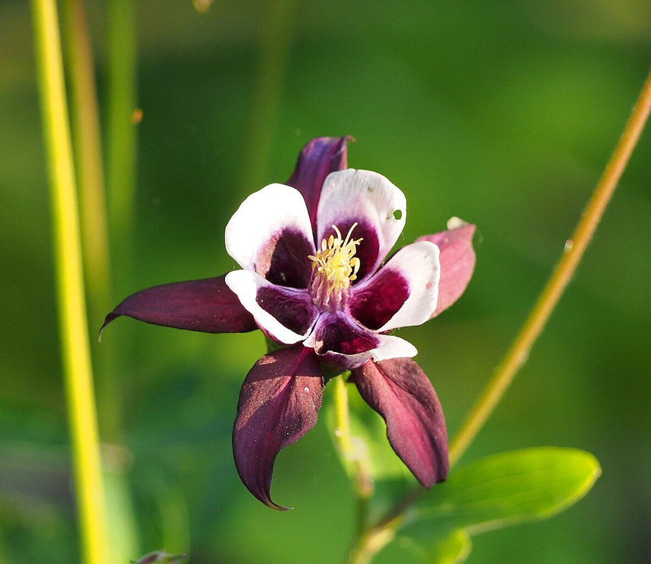 Aquilegia vulgaris 'Woodside Strain' | columbine – The Old Dairy ...