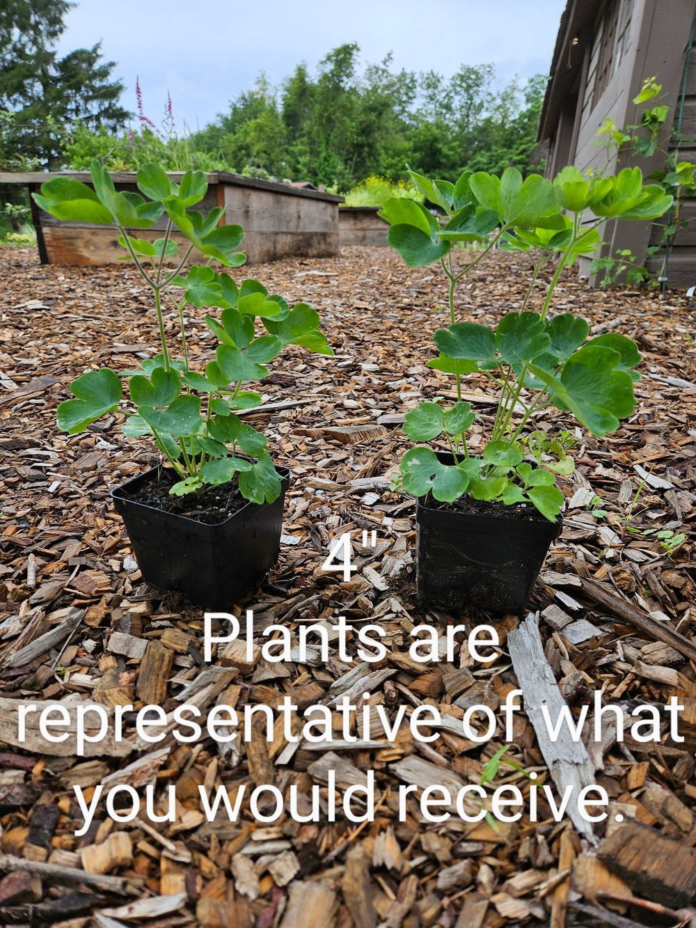 Aquilegia vulgaris var. stellata plena 'Black Barlow' (columbine) – The ...