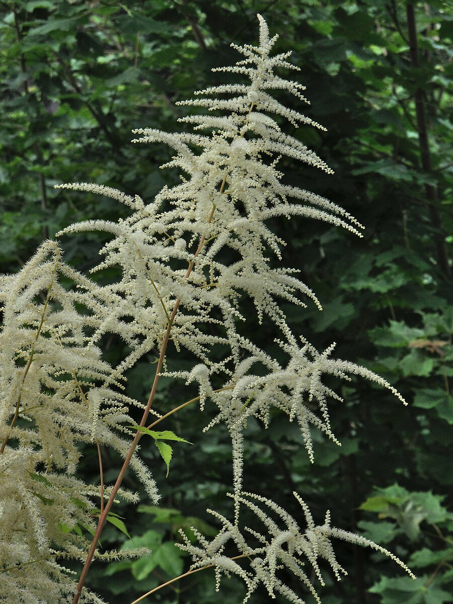 Aruncus dioicus (goat's beard) – The Old Dairy Nursery & Gardens