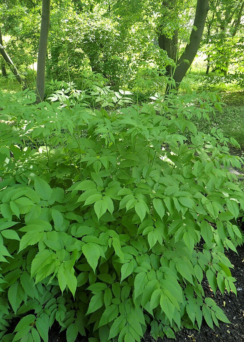 Aruncus dioicus (goat's beard) – The Old Dairy Nursery & Gardens