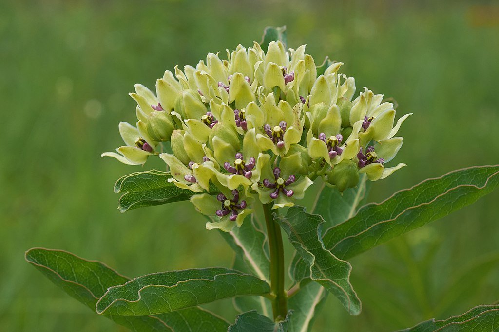 Asclepias viridis | green milkweed – The Old Dairy Nursery & Gardens