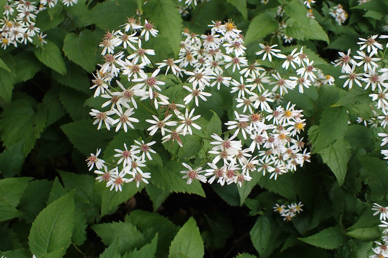 Aster macrophyllus* – The Old Dairy Nursery & Gardens
