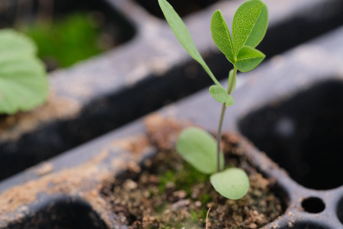 Baptisia australis var. minor | dwarf blue false indigo – The Old Dairy ...