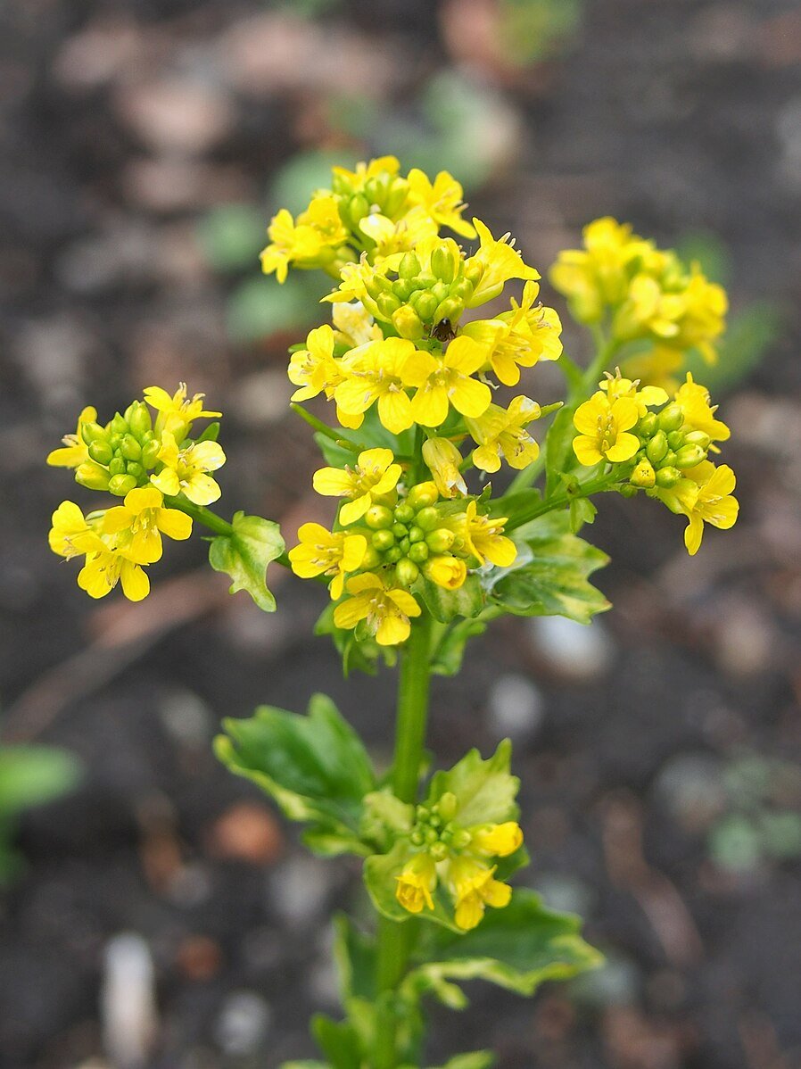 Barbarea vulgaris 'Variegata' (variegated winter-cress) – The Old Dairy ...