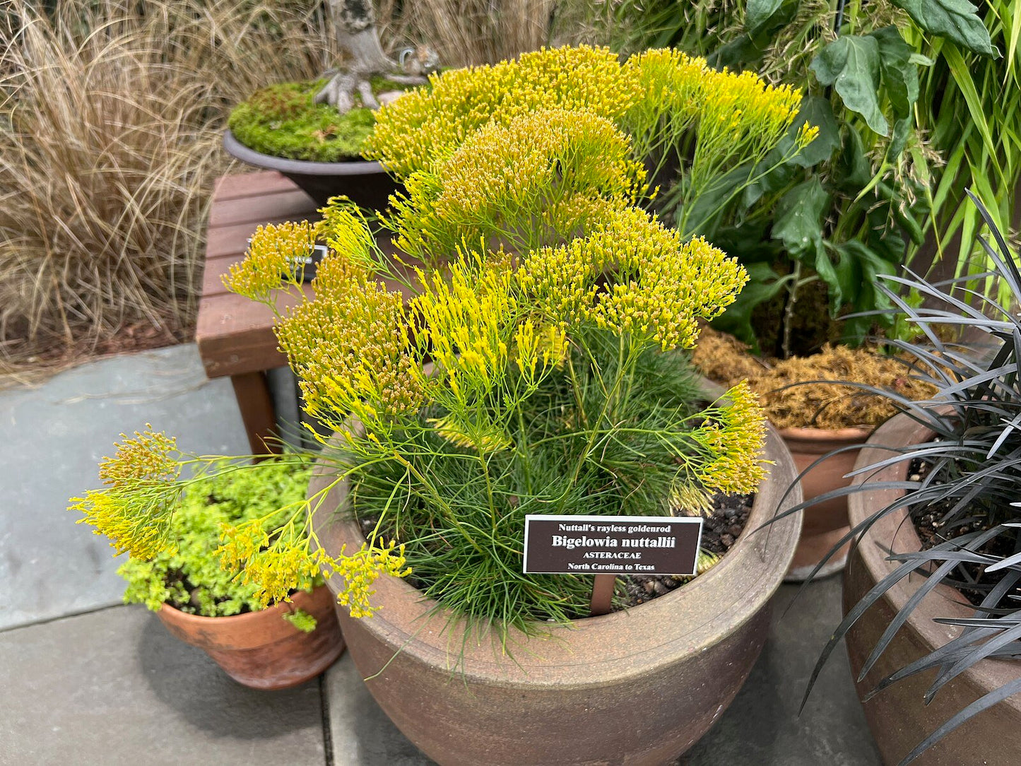 Bigelowia nuttallii (rayless goldenrod) – The Old Dairy Nursery & Gardens