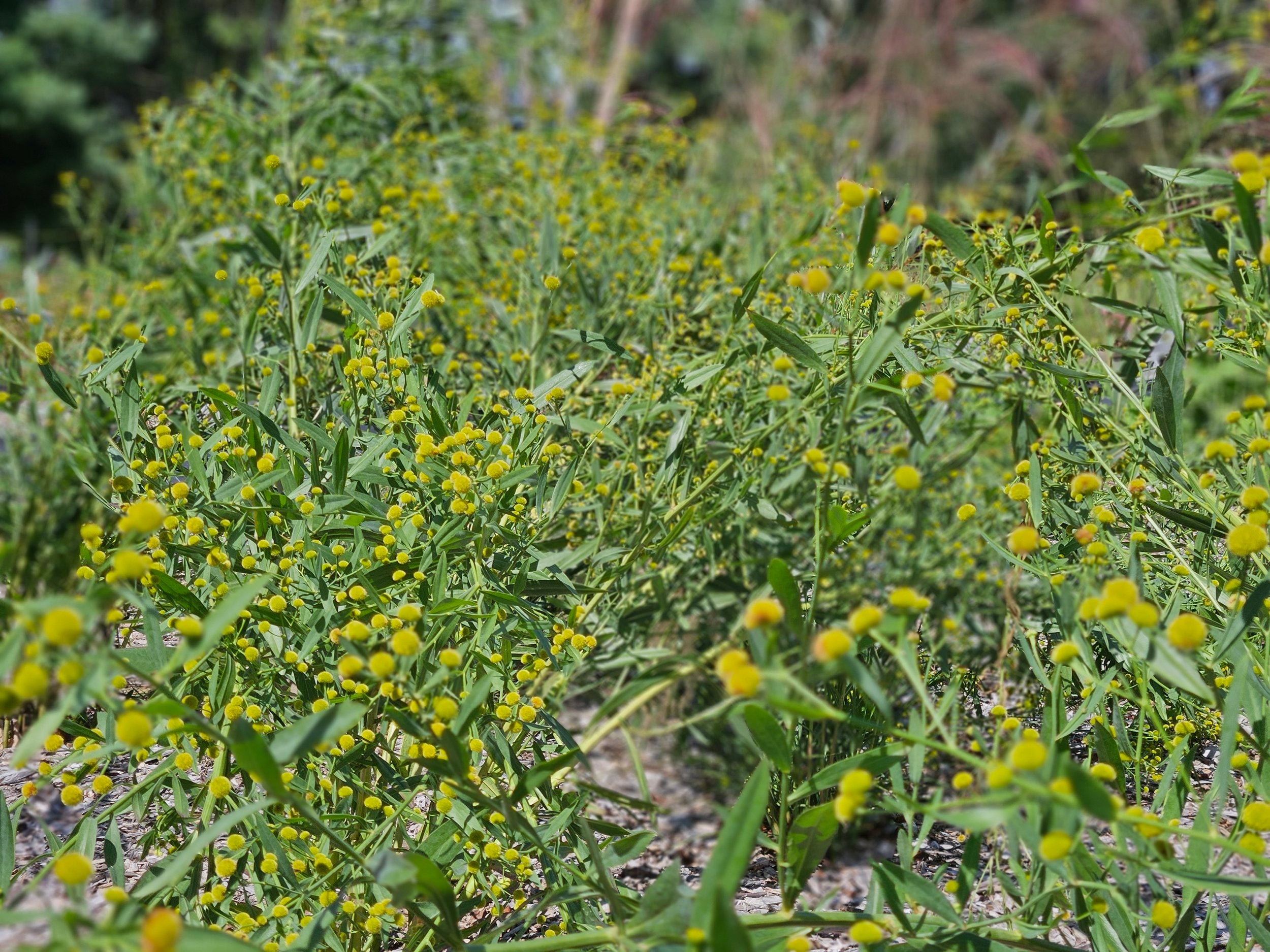 Boltonia asteroides 'Nally's Lime Dot' – The Old Dairy Nursery & Gardens