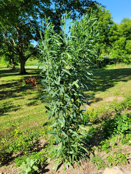 Daisy – The Old Dairy Nursery & Gardens