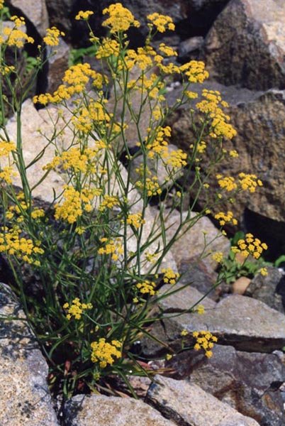 Bupleurum falcatum (sickle-leaved hare's-ear) – The Old Dairy Nursery ...