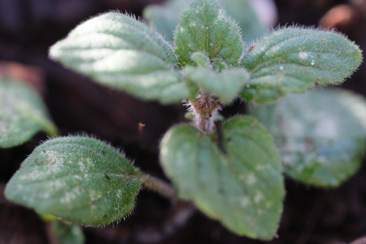 Calamintha nepeta 'Marvelette Blue' | calamint – The Old Dairy Nursery ...