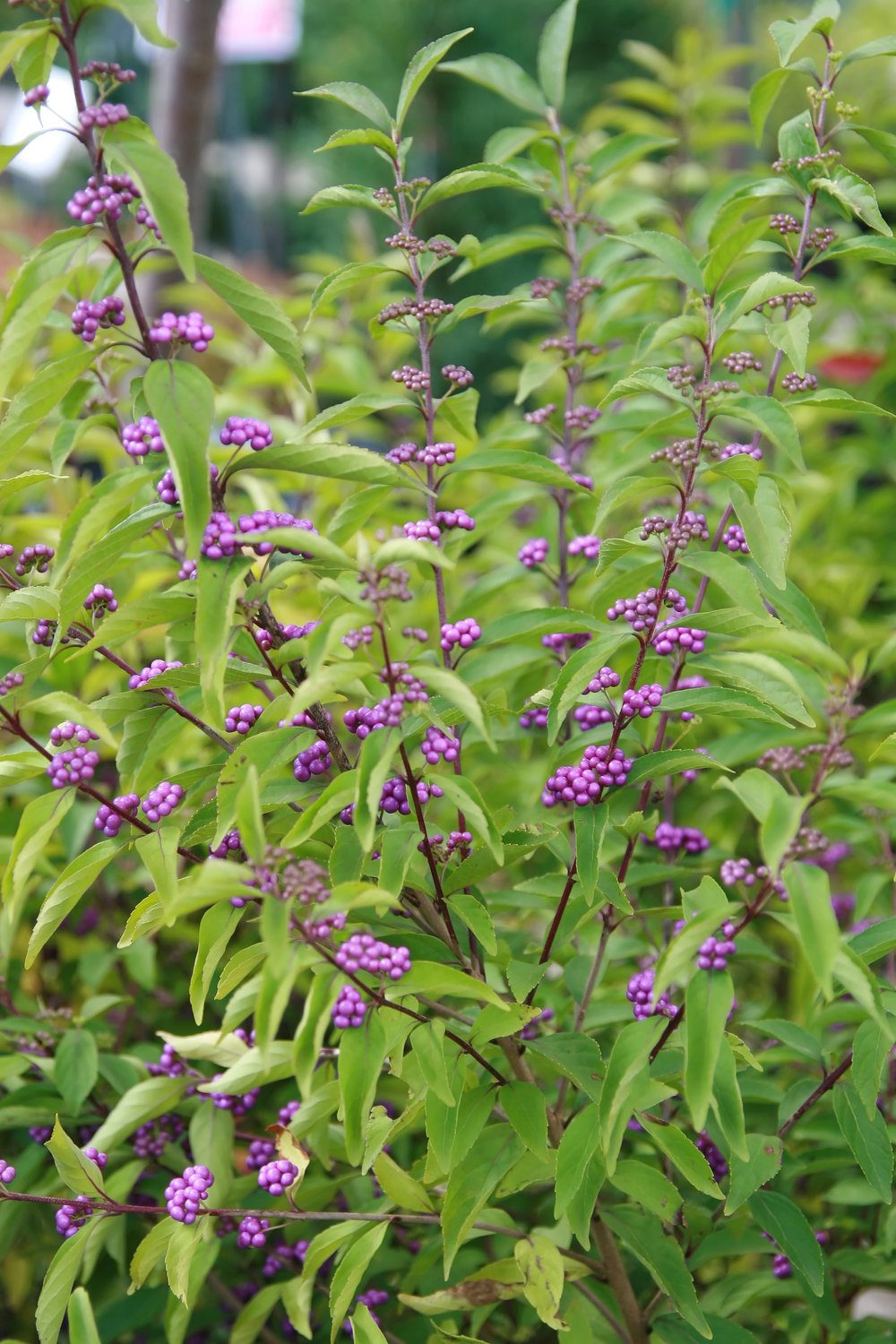 Callicarpa dichotoma 'Early Amethyst' (beautyberry) – The Old Dairy ...