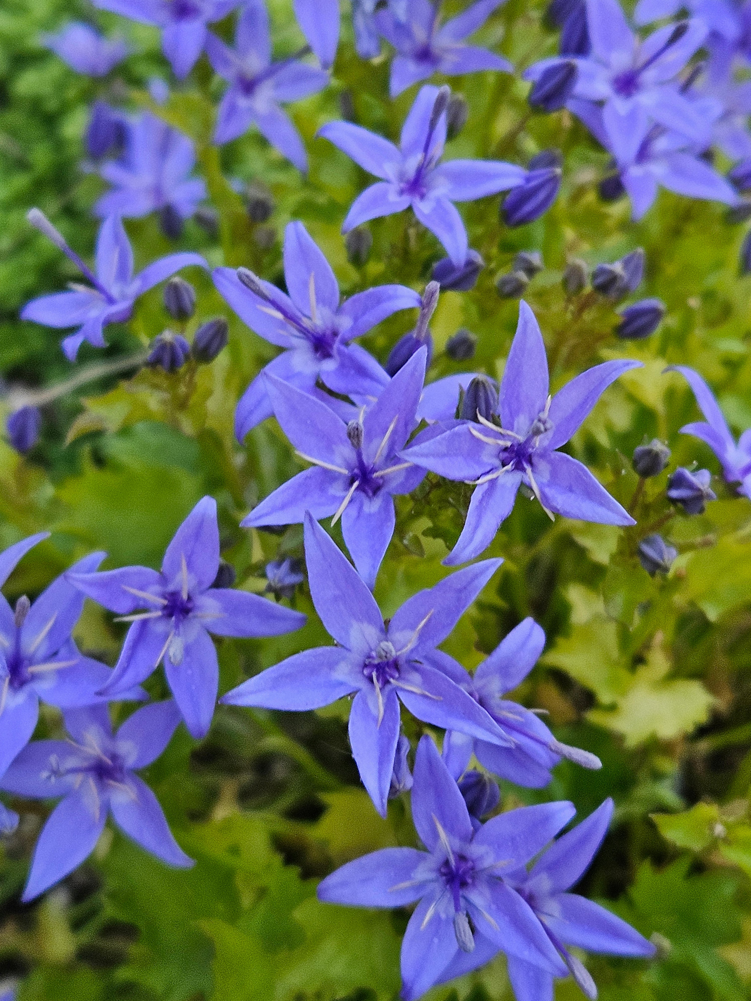 Campanula garganica | Adriatic bellflower – The Old Dairy Nursery & Gardens