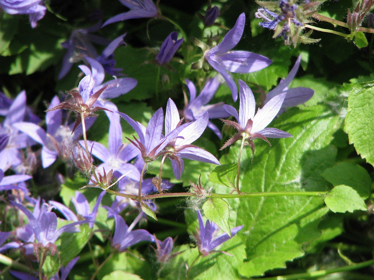 Campanula poscharskyana | Serbian bellflower – The Old Dairy Nursery ...