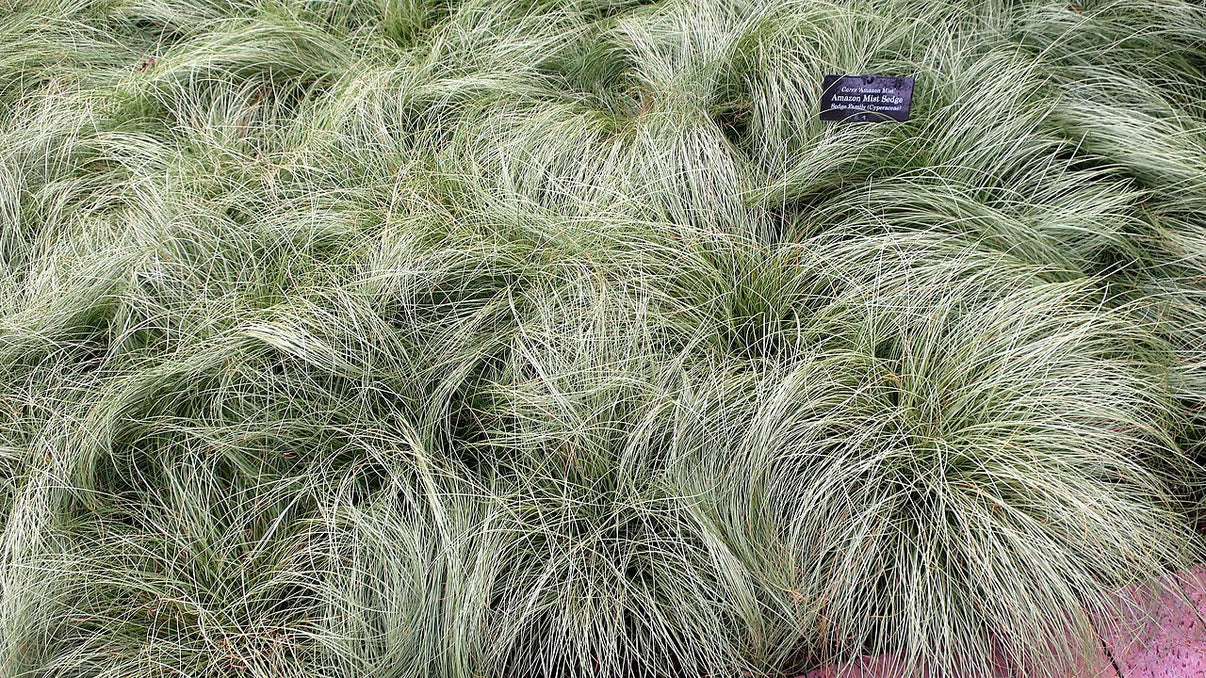 Carex comans 'Amazon Mist' (mop-headed sedge) – The Old Dairy Nursery ...