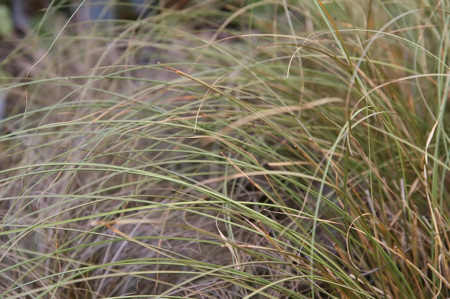 Carex flagellifera (weeping brown sedge) – The Old Dairy Nursery & Gardens