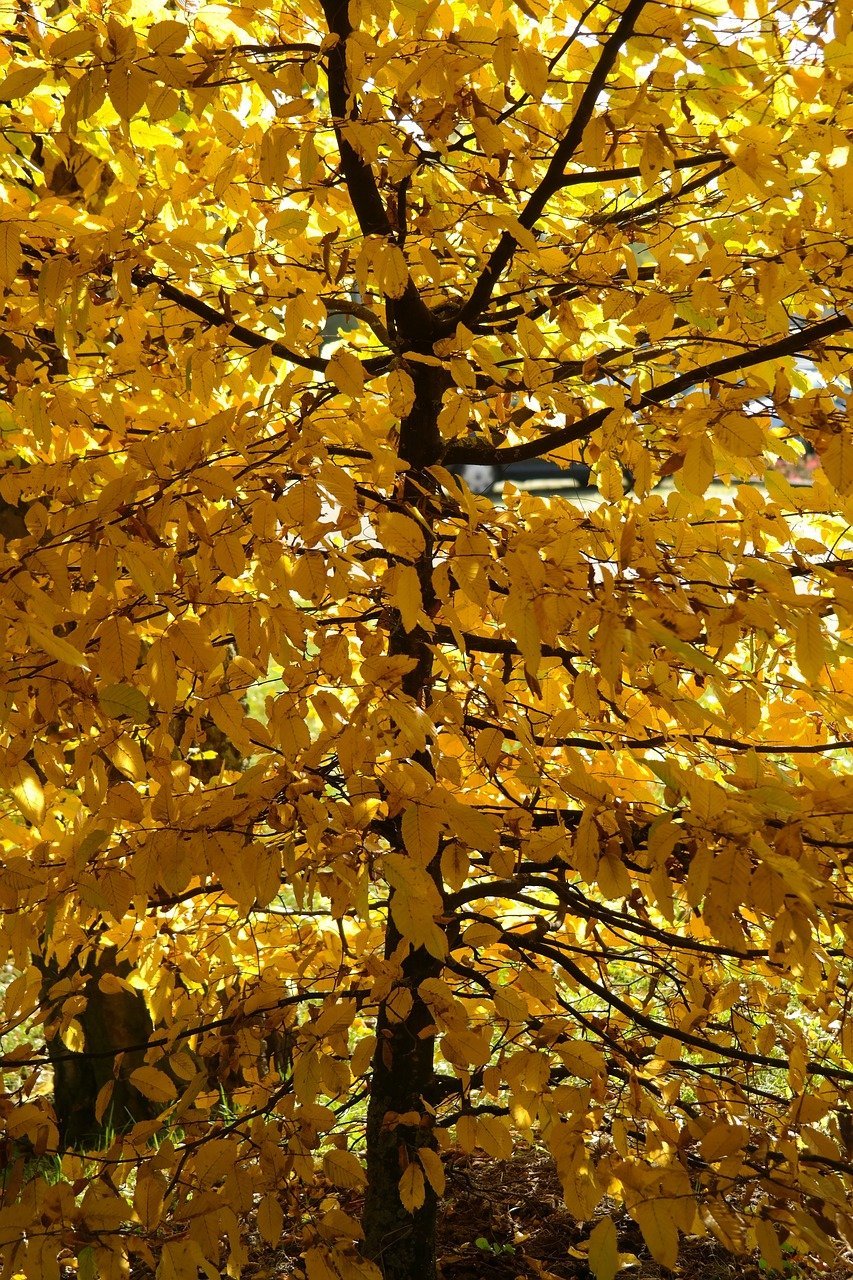 Carpinus betulus (European hornbeam) – The Old Dairy Nursery & Gardens