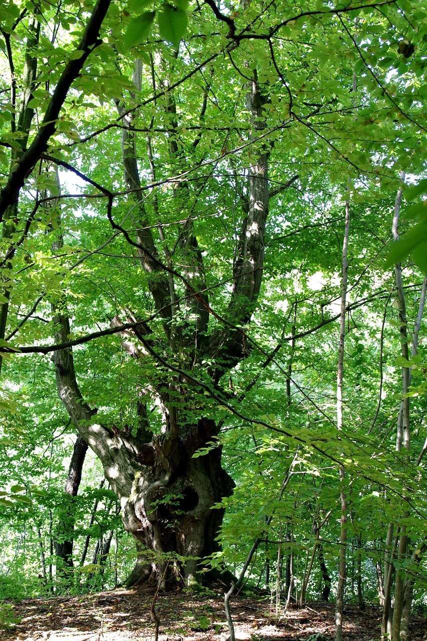 Carpinus betulus (European hornbeam) – The Old Dairy Nursery & Gardens