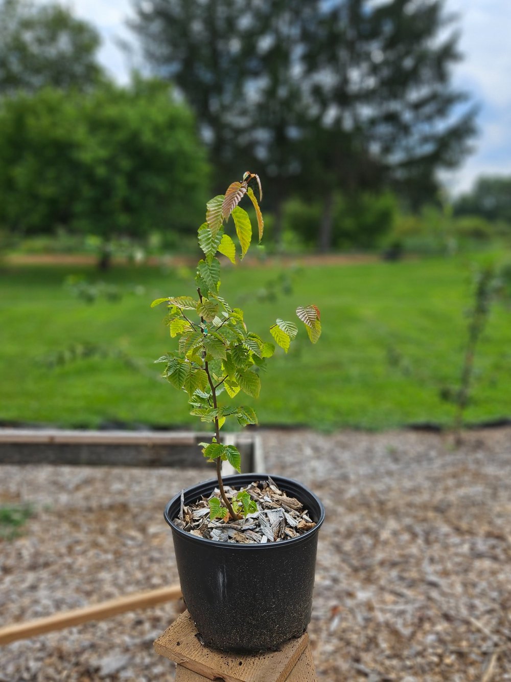 Carpinus caroliniana 'Wisonsin Red' (American hornbeam) – The Old Dairy ...