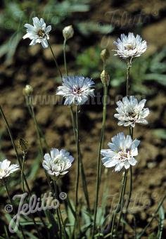 Catananche caerulea 'Alba' (Cupid's Dart) – The Old Dairy Nursery & Gardens