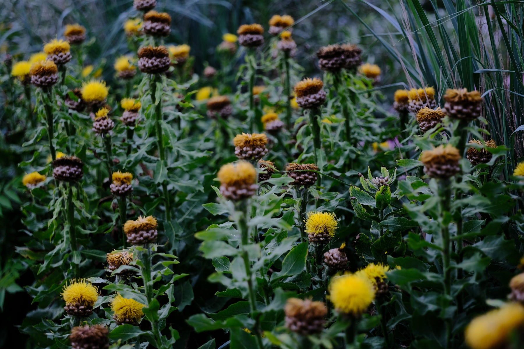 Centaurea macrocephala | giant knapweed – The Old Dairy Nursery & Gardens