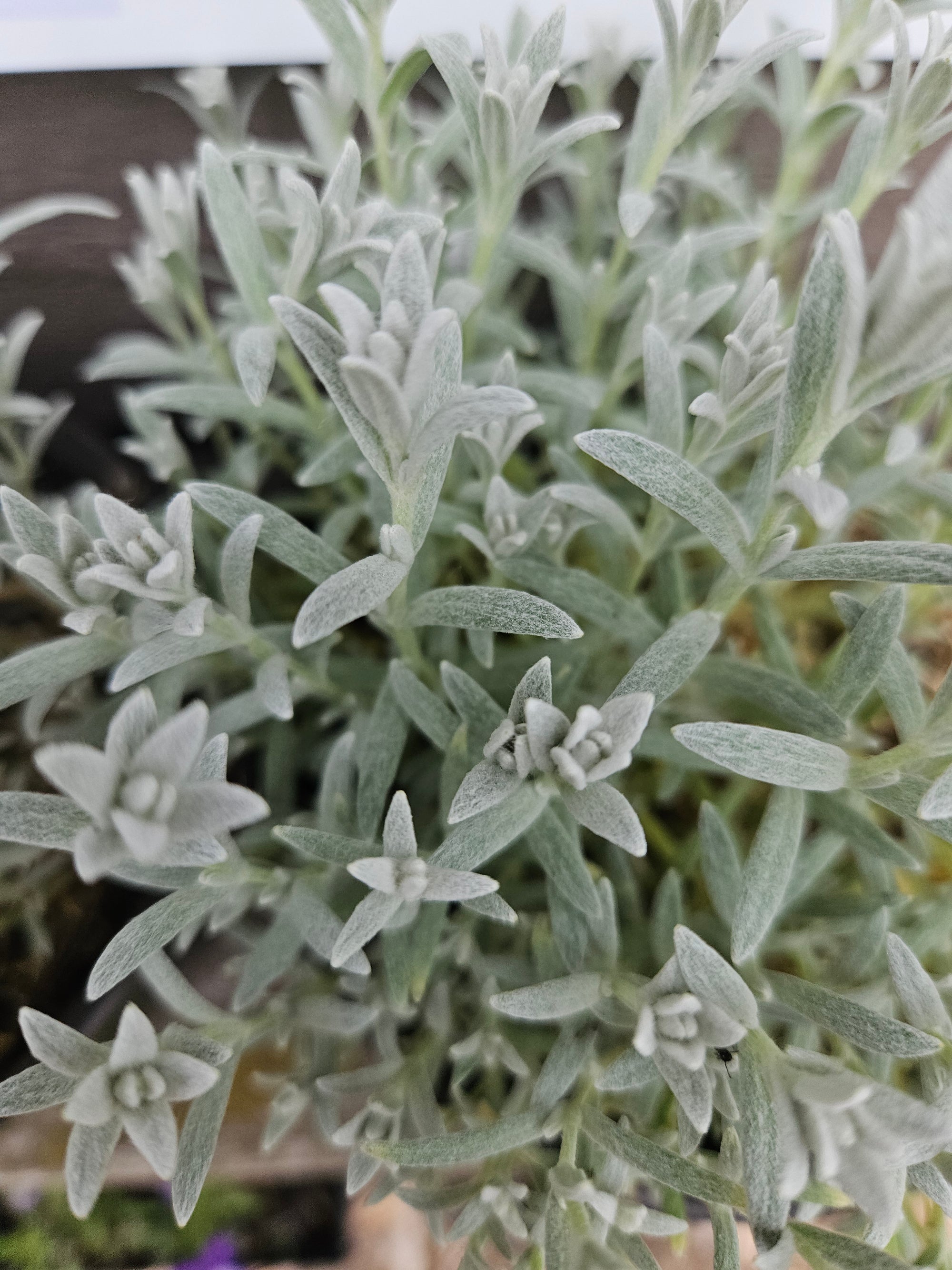 Cerastium tomentosum var. columnae 'Silberteppich' | snow-in-summer ...