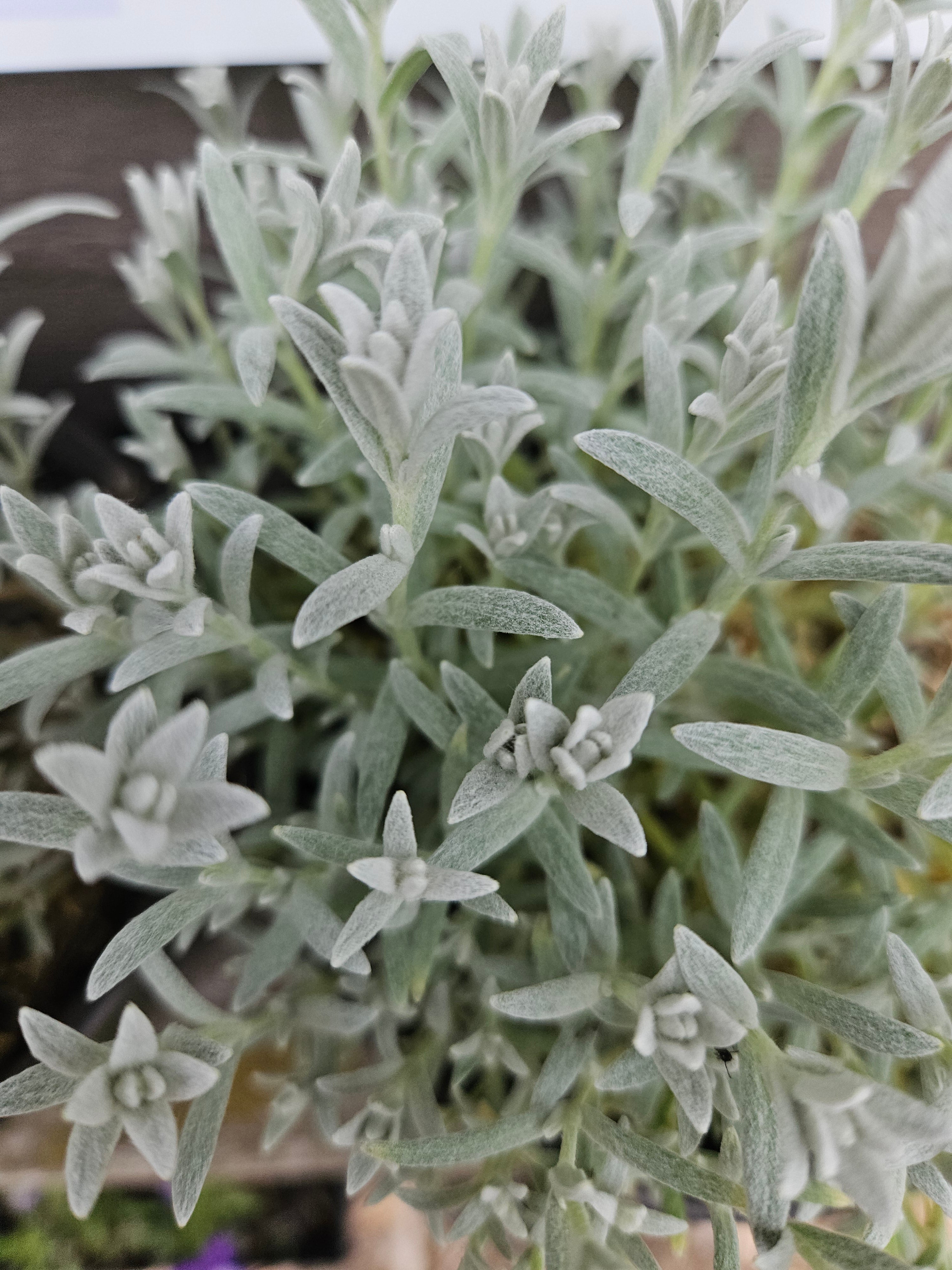 Cerastium tomentosum var. columnae 'Silberteppich' | snow-in-summer ...