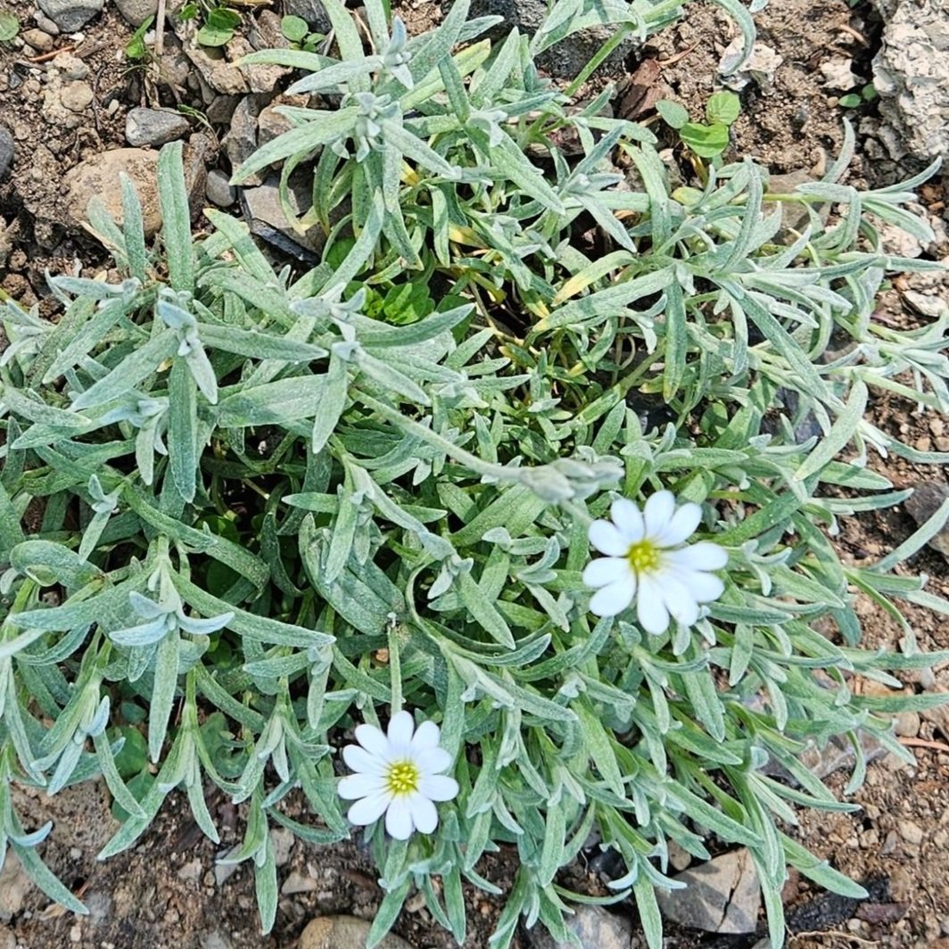 Cerastium tomentosum var. columnae 'Silberteppich' (snow-in-summer ...
